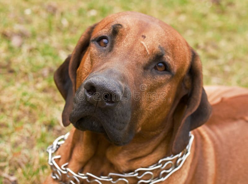 Rhodesian Ridgeback stock image. Image of ridgeback, snout - 14732395