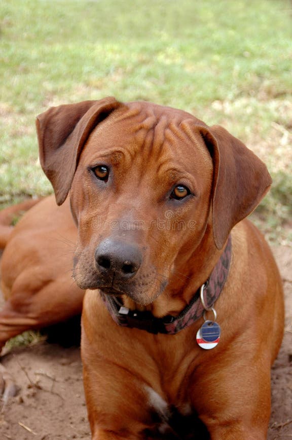 Rhodesian Ridgeback stock photo. Image of animals, eyes - 1559102