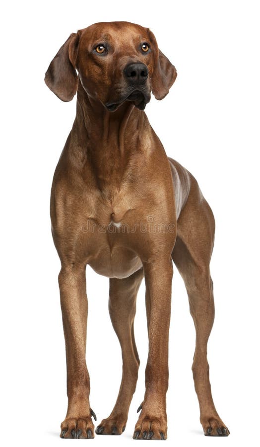Rhodesian Ridgeback Female Dog, 5 Month Old Stock Photo - Image of ...
