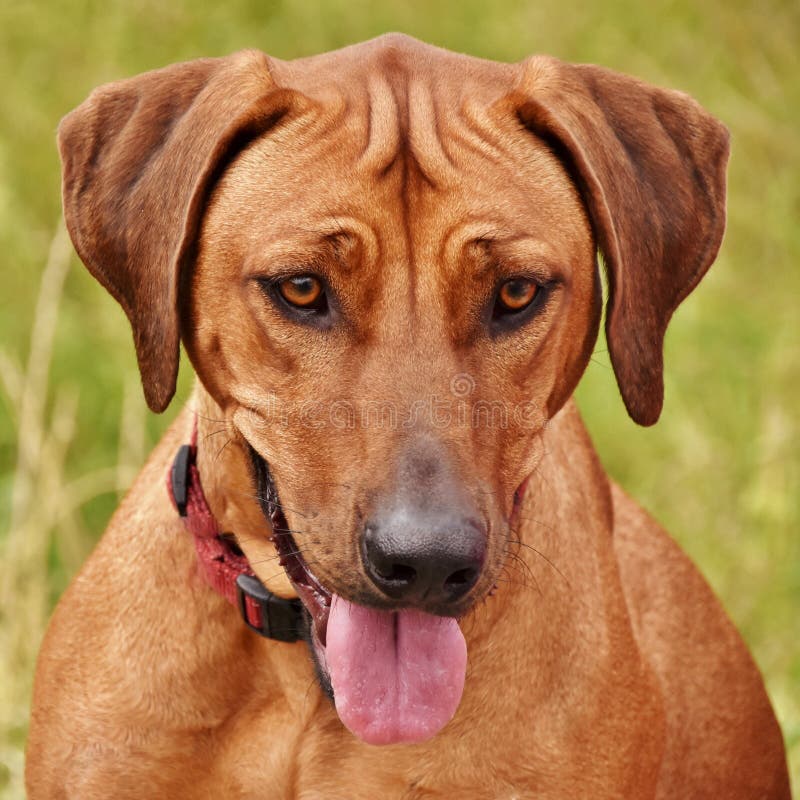 Rhodesian ridgeback stock image. Image of ridge, african - 205077161