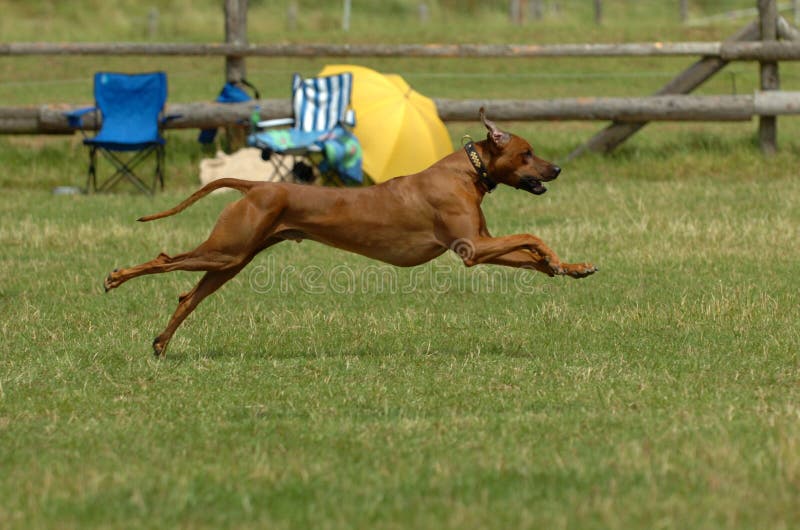 Rhodesian Ridgeback Puppy with Its Mom Stock Photo - Image of african ...