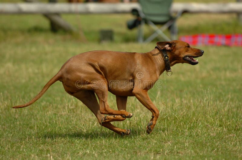 Rhodesian Ridgeback Female Dog, 5 Month Old Stock Photo - Image of ...