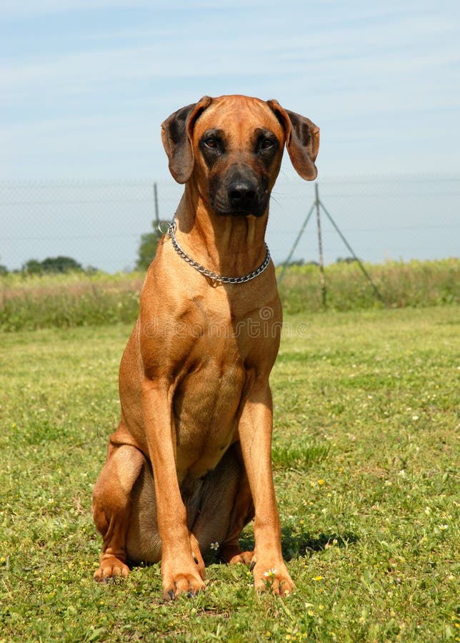 Rhodesian ridgeback stock photo. Image of boxer, dangerous - 2466816