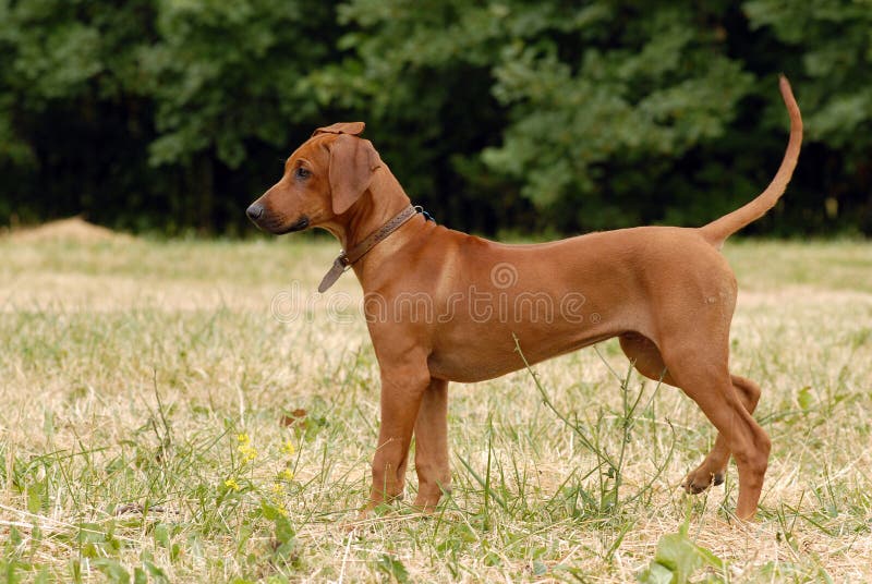 Rhodesian Ridgeback stock photo. Image of heads, elegant - 1082528