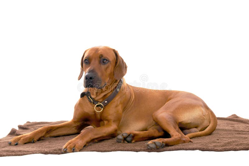 Rhodesian ridgeback stock image. Image of obedient, ridgeback - 28969789