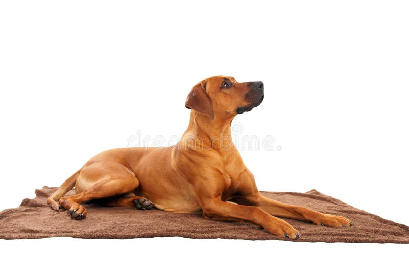 Rhodesian ridgeback stock image. Image of optional, blanket - 28969879