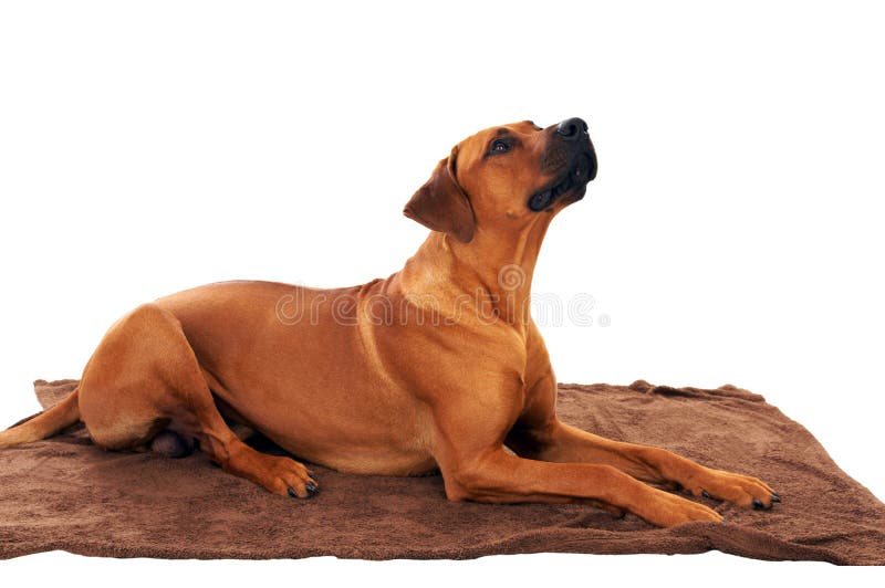 Rhodesian ridgeback stock image. Image of rhodesian, optional - 28970085