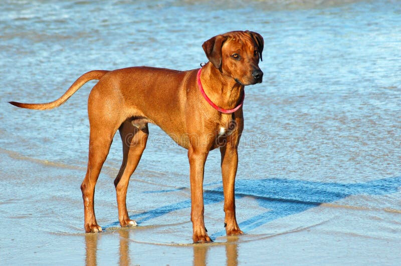 Rhodesian Ridgeback stock image. Image of hounds, holidays - 3054693