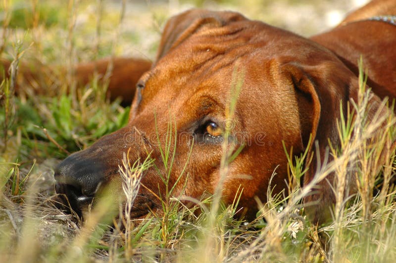 Rhodesian Ridgeback puppy stock image. Image of little - 1109541