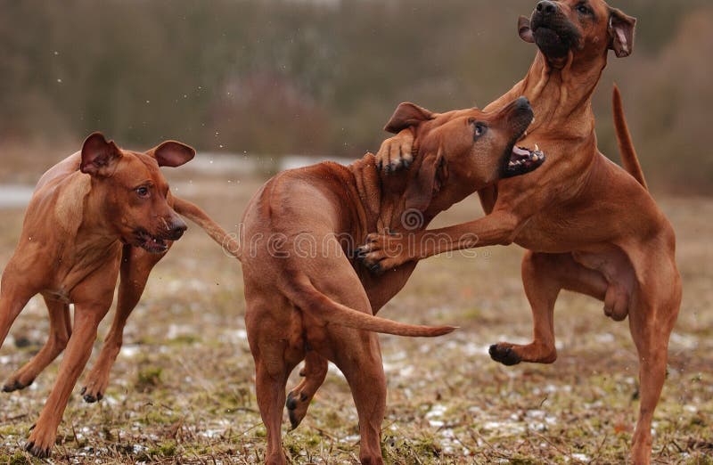 Uno Sbadiglio Di Un Rhodesian Ridgeback Fotografia Stock - Immagine di ...