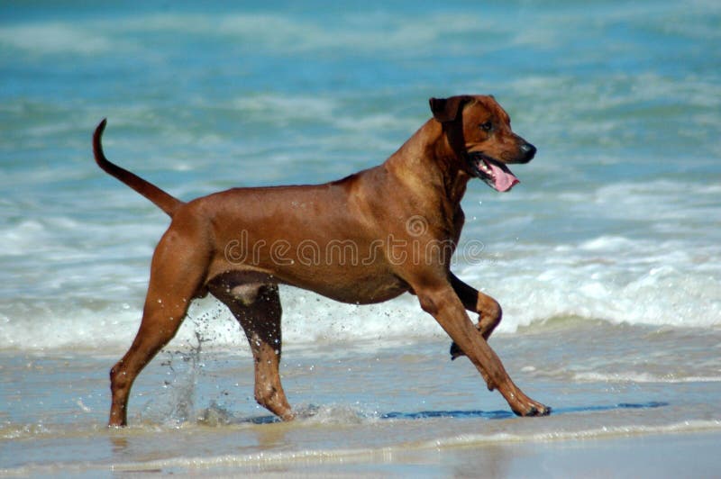 Rhodesian Ridgeback puppy stock image. Image of little - 1109541