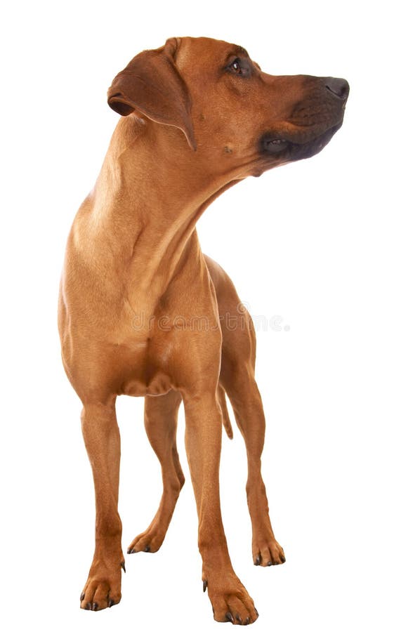 Rhodesian ridgeback stock image. Image of friendly, breed - 37818495