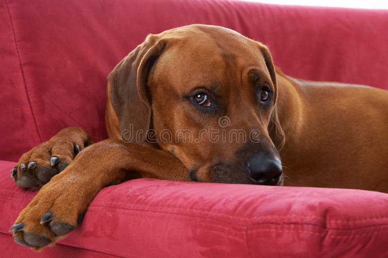 Rhodesian Ridgeback Female stock image. Image of domestic - 34569373