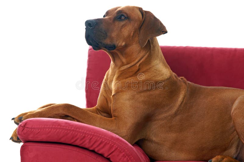 Rhodesian Ridgeback Female stock image. Image of domestic - 34569373