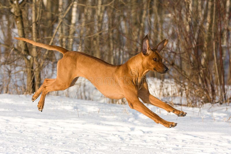 Rhodesian Ridgeback stock photo. Image of mammal, wildlife - 4194148