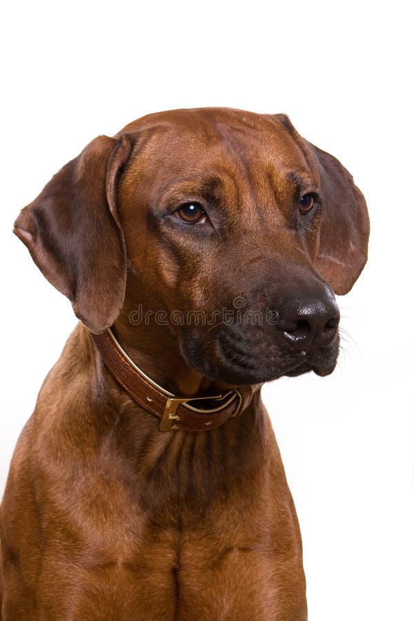 1,233,000+ Collar dog isolated rhodesian ridgeback Free Stock Photos ...