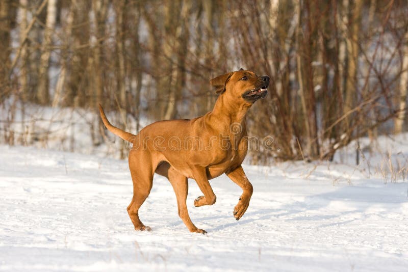 Rhodesian Ridgeback stock image. Image of winter, brown - 4194507