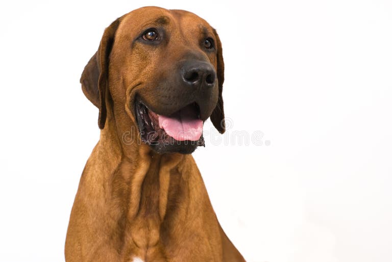 Rhodesian Ridgeback stock image. Image of expression, africa - 4335669