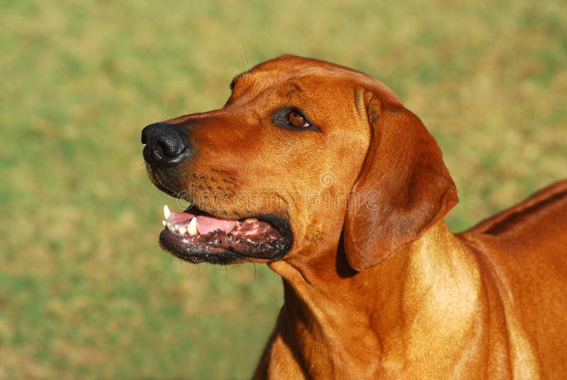 Rhodesian Ridgeback Dog Portrait Stock Photo - Image of rhodesian ...