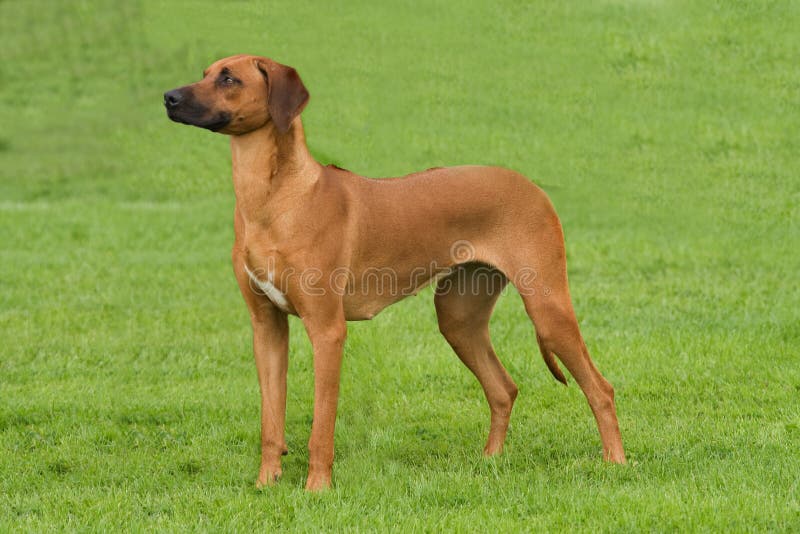 Rhodesian Ridgeback male stock photo. Image of rhodesian - 24841212