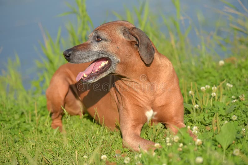 Rhodesian Ridgeback with a Gray Muzzle Stock Image - Image of elderly ...