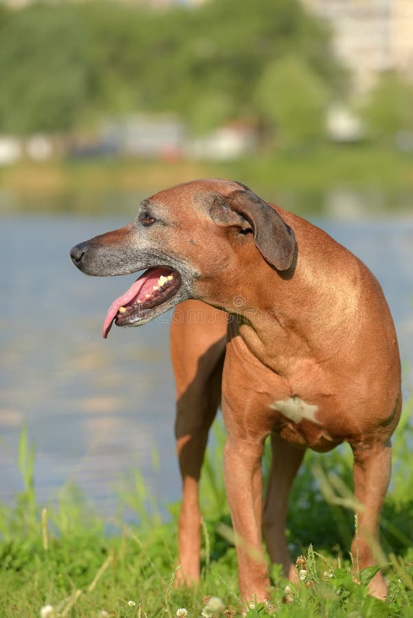 Rhodesian Ridgeback with a Gray Muzzle Stock Photo - Image of aged ...