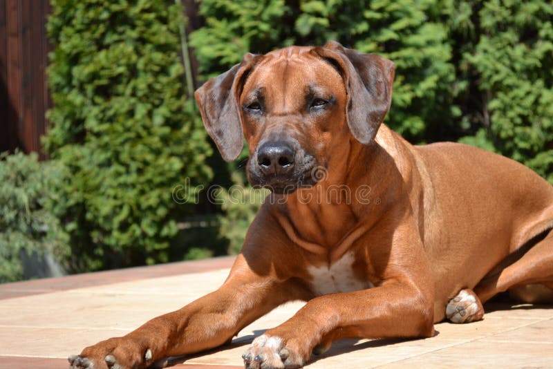 Alert Dog Rhodesian Ridgeback Stock Image - Image of attentive, looking ...