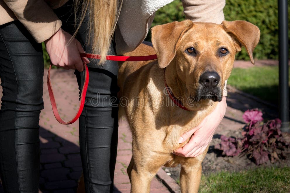 Rhodesian ridgeback stock photo. Image of sunny, spring - 93797074