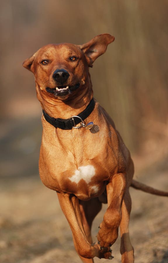 Rhodesian Ridgeback As Happy Runner Stock Photo - Image of happy, cute ...