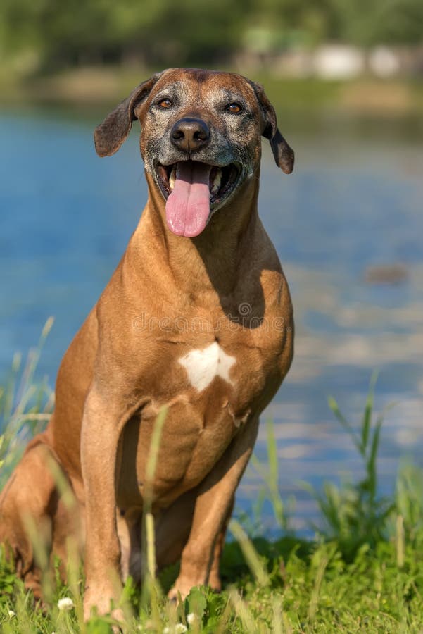 Rhodesian Ridgeback in the Background of a Lake Stock Photo - Image of ...
