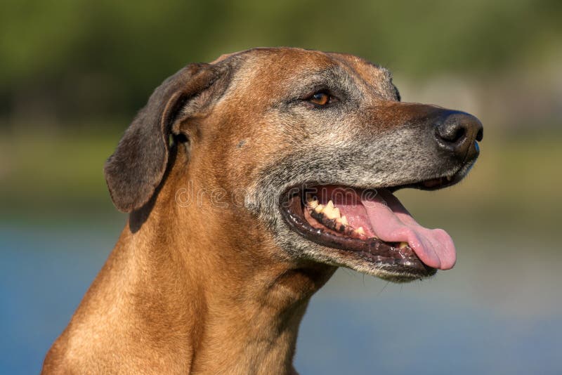 Rhodesian Ridgeback in the Background of a Lake Stock Image - Image of ...