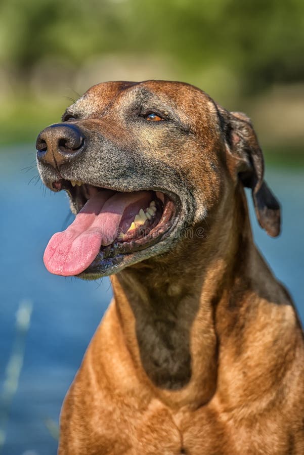 Rhodesian Ridgeback in the Background of a Lake Stock Photo - Image of ...