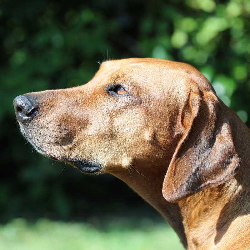 Rhodesian Ridgeback stock image. Image of ridgeback, elegance - 76269325