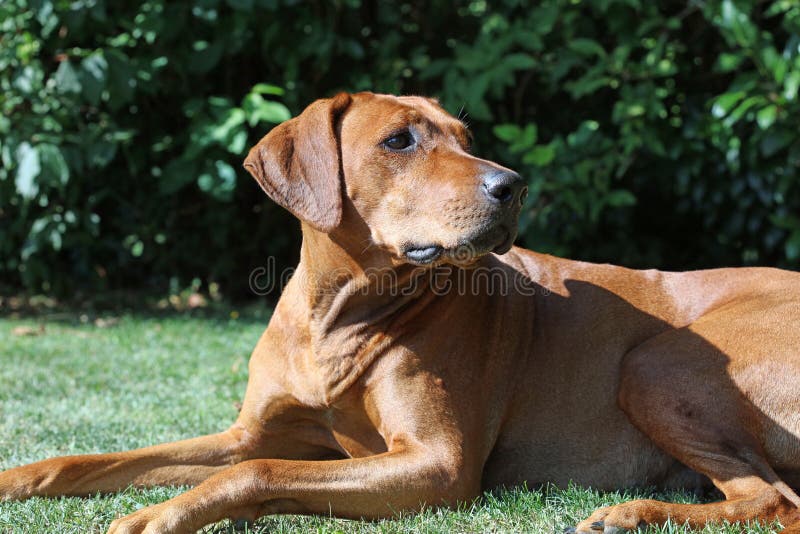 Rhodesian Ridgeback stock image. Image of rhodesian, elegance - 76269331