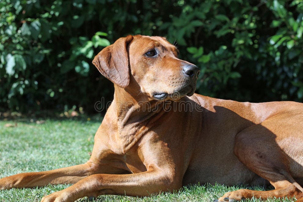 Rhodesian Ridgeback stock image. Image of rhodesian, elegance - 76269331
