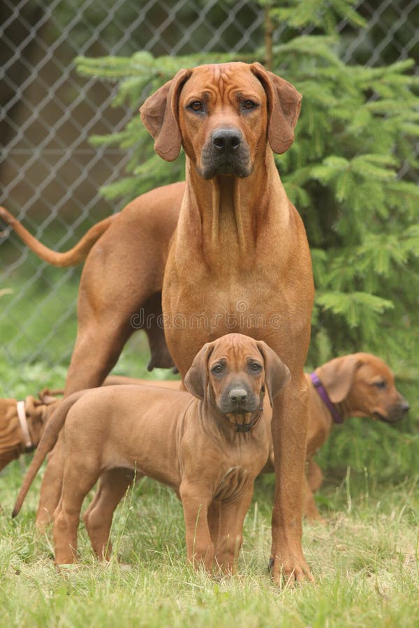 Rhodesian Ridgeback Puppy in the Garden Stock Image - Image of pedigree ...