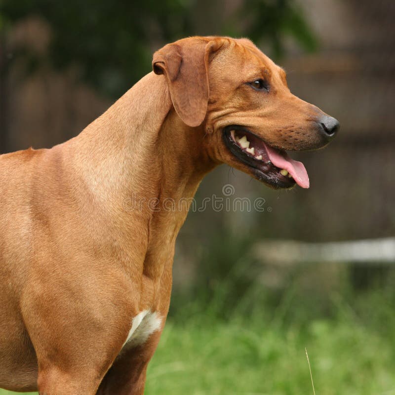 Rhodesian ridgeback stock photo. Image of breed, carnivore - 30119954
