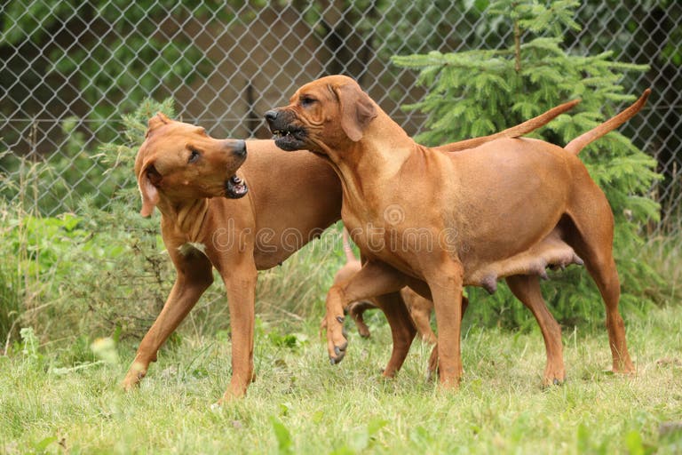 Rhodesian ridgeback stock image. Image of mammal, beauty - 30119637