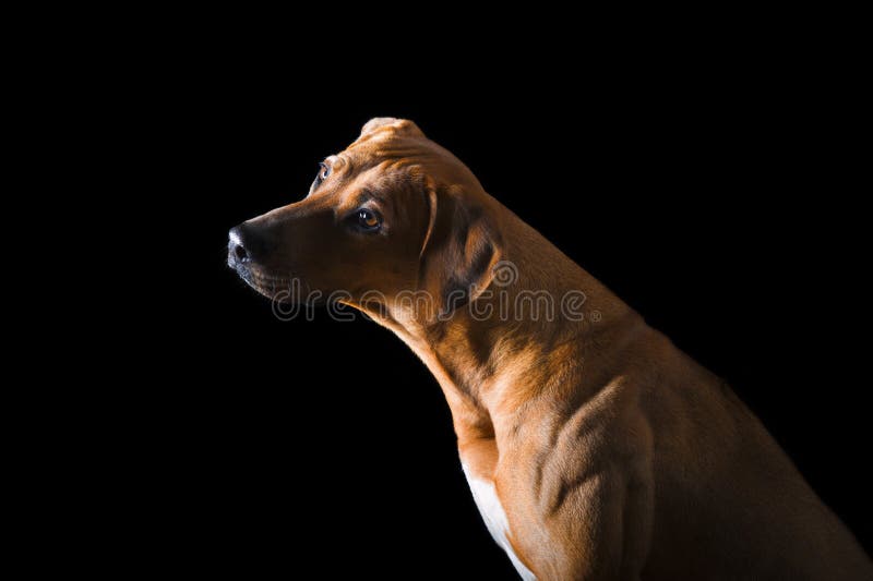 Rhodesian Ridgeback on the Black Background Stock Photo - Image of ...