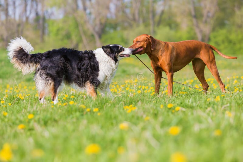 Rhodesian Ridgeback and Border Collie Outdoors Stock Photo - Image of ...