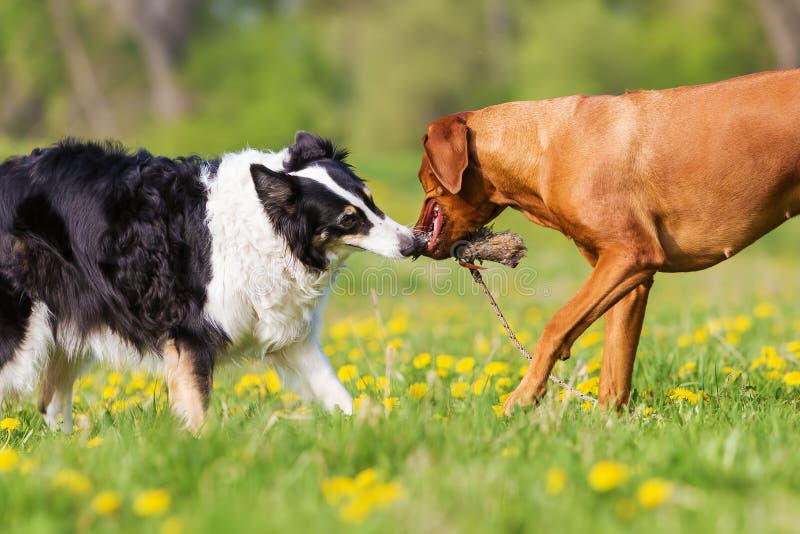 Rhodesian Ridgeback and Border Collie Outdoors Stock Photo - Image of ...