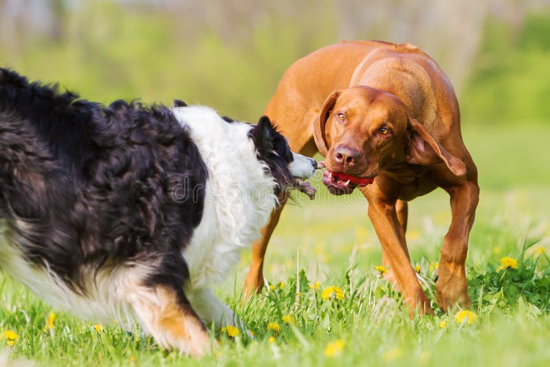 Rhodesian Ridgeback and Border Collie Outdoors Stock Photo - Image of ...