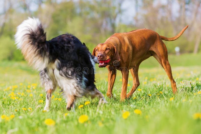 Rhodesian Ridgeback and Border Collie Outdoors Stock Photo - Image of ...