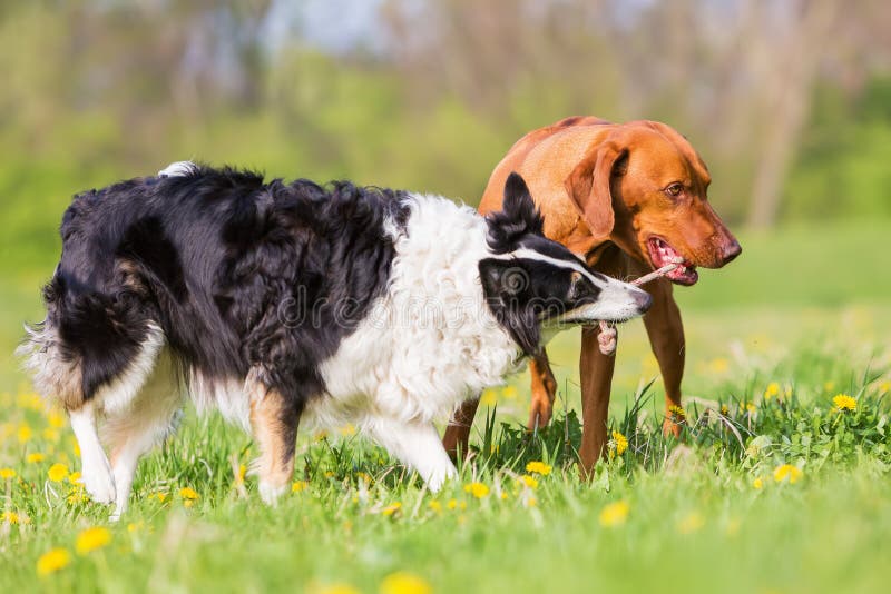 Rhodesian Ridgeback and Border Collie Outdoors Stock Photo - Image of ...