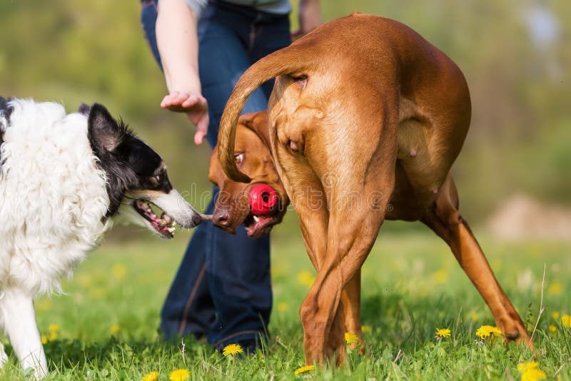 Rhodesian Ridgeback and Border Collie Outdoors Stock Image - Image of ...