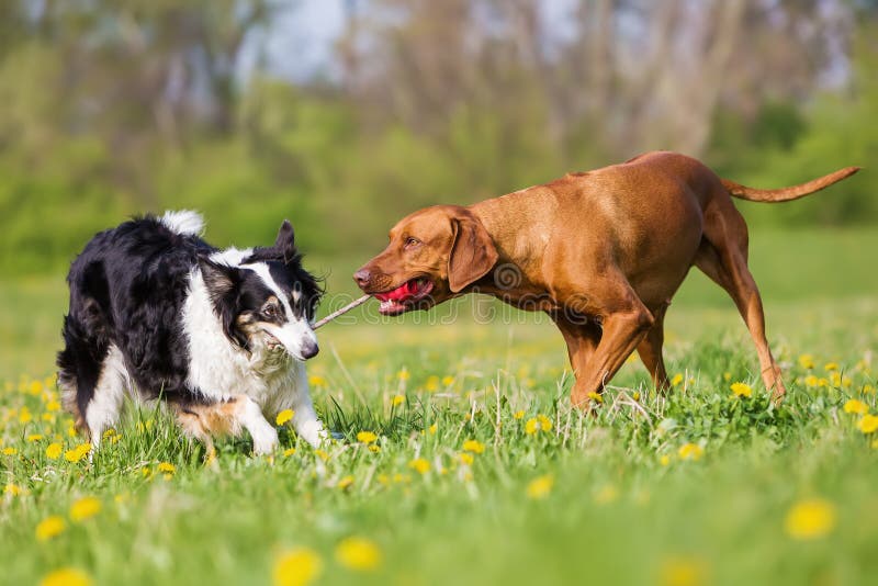 Rhodesian Ridgeback and Border Collie Outdoors Stock Image - Image of ...