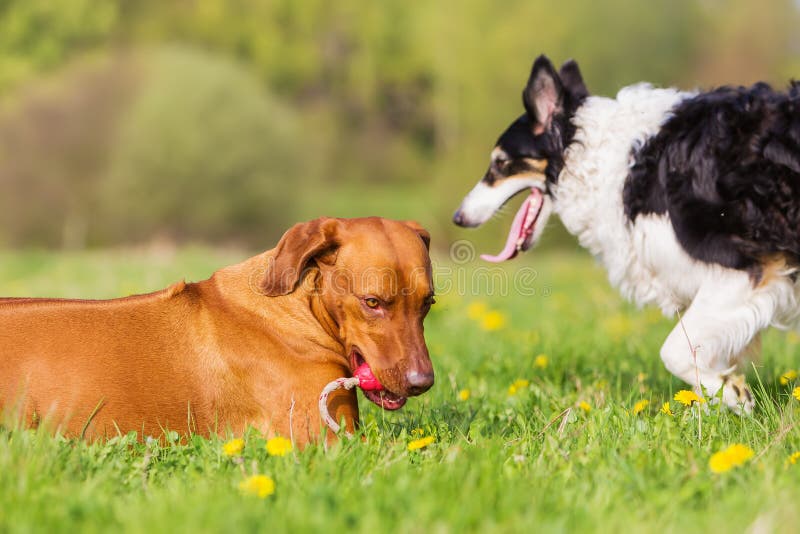 Rhodesian Ridgeback and Border Collie Outdoors Stock Photo - Image of ...