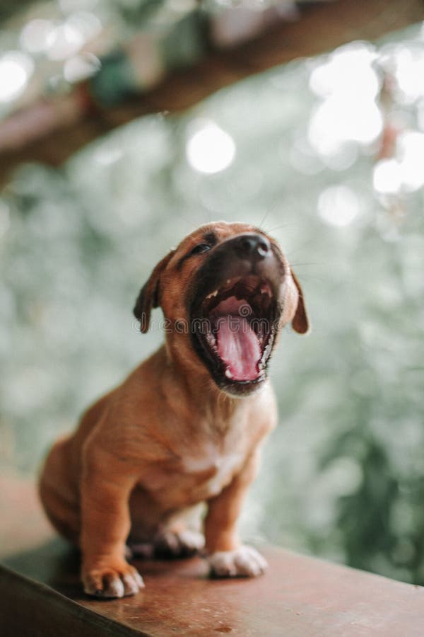 Rhodesian Ridgeback Breed Puppy with Bared Teeth Stock Image - Image of ...