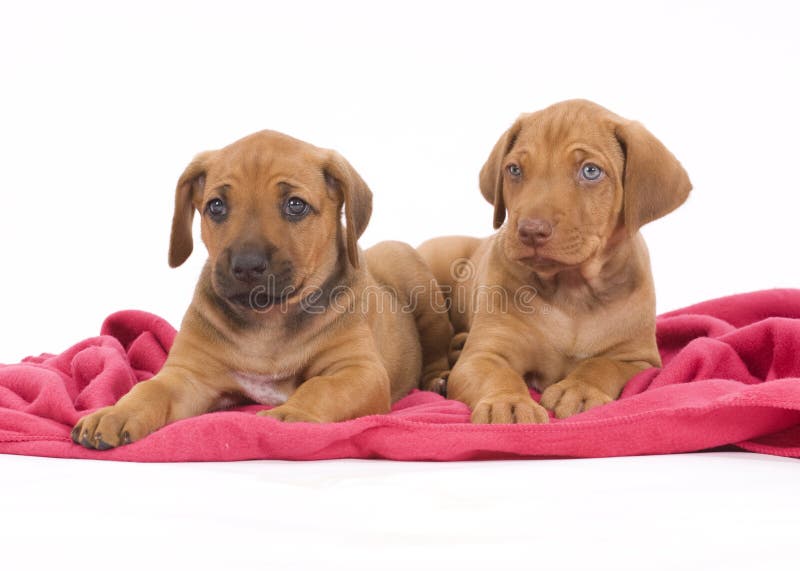 Newborn Rhodesian Ridgeback Whelp, 4 Days of Age Stock Image - Image of ...