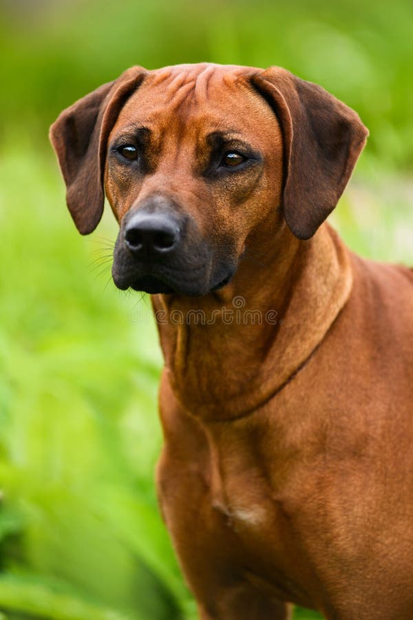 Rhodesian Ridgeback Che Sta Nell'erba Al Sole Di Estate Fotografia ...